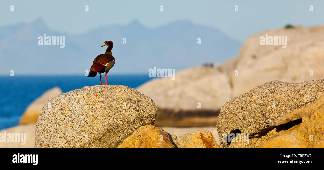 EGYPTIAN GOOSE - OCA DEL NILO (Alopochen aegyptiacus), False bay, South ...