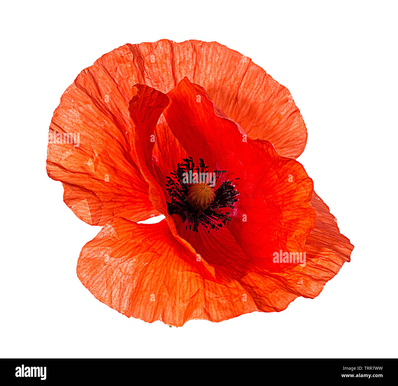 poppy isolated on white background Stock Photo - Alamy