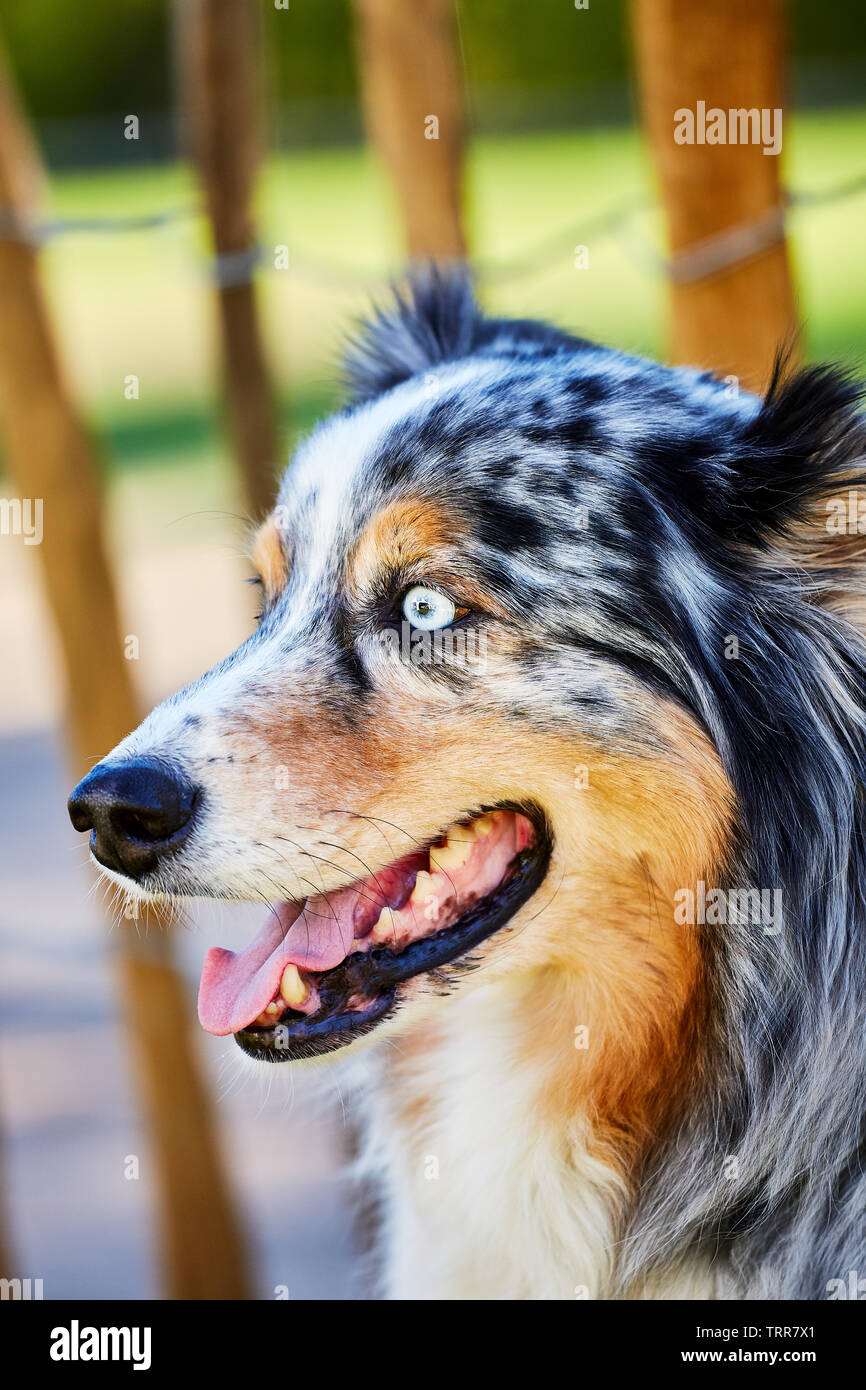 Australian shepherd silhouette hi-res stock photography and images - Alamy