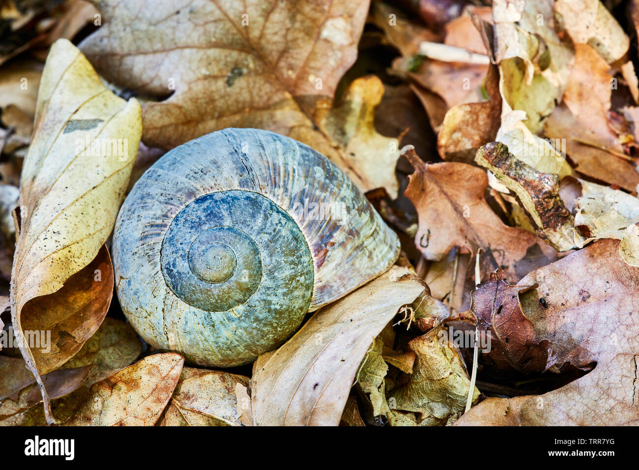 Abandoned snail shell hidden between leaves Stock Photo - Alamy