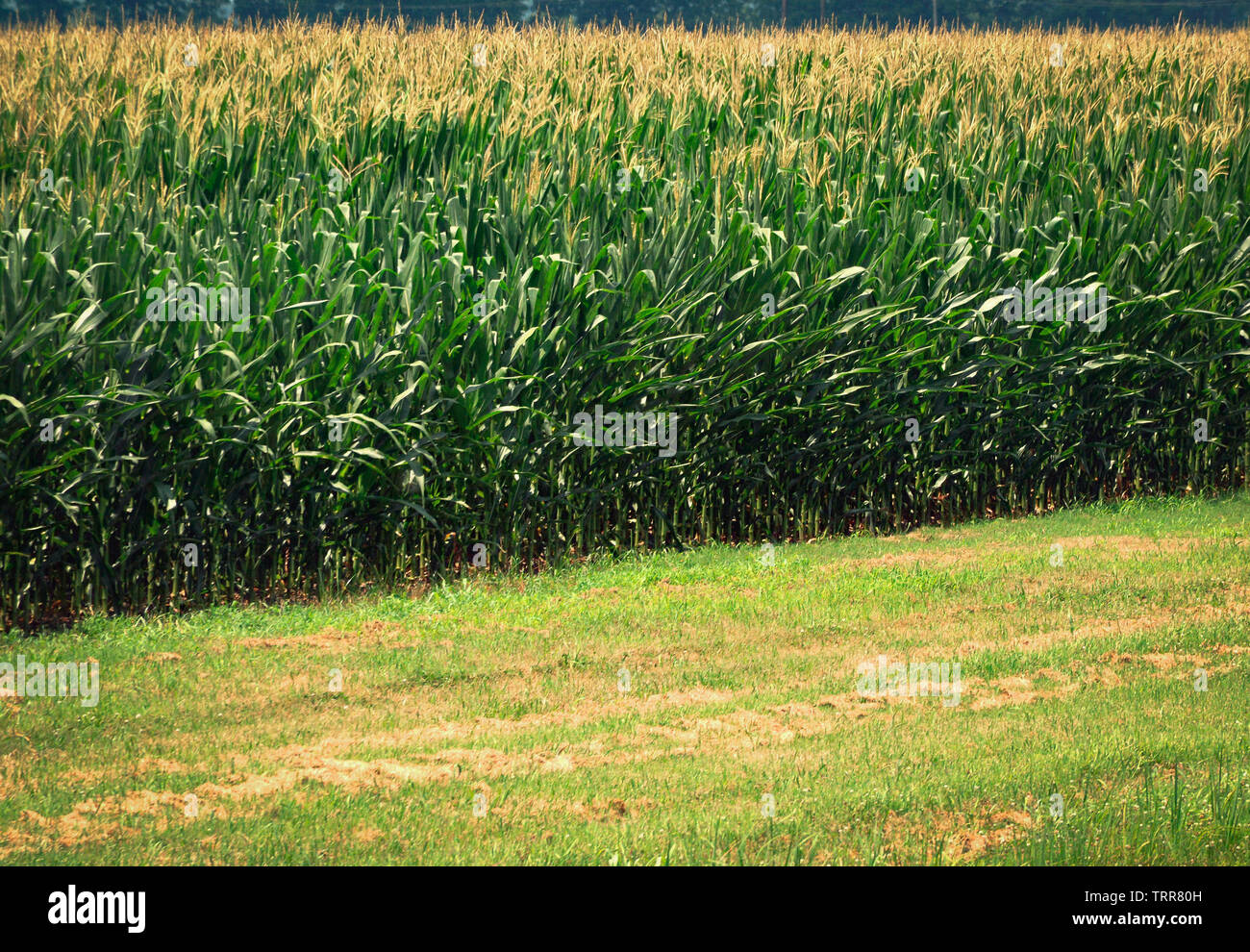 A roadside plot of corn growing in a field in the fertile soil of ...