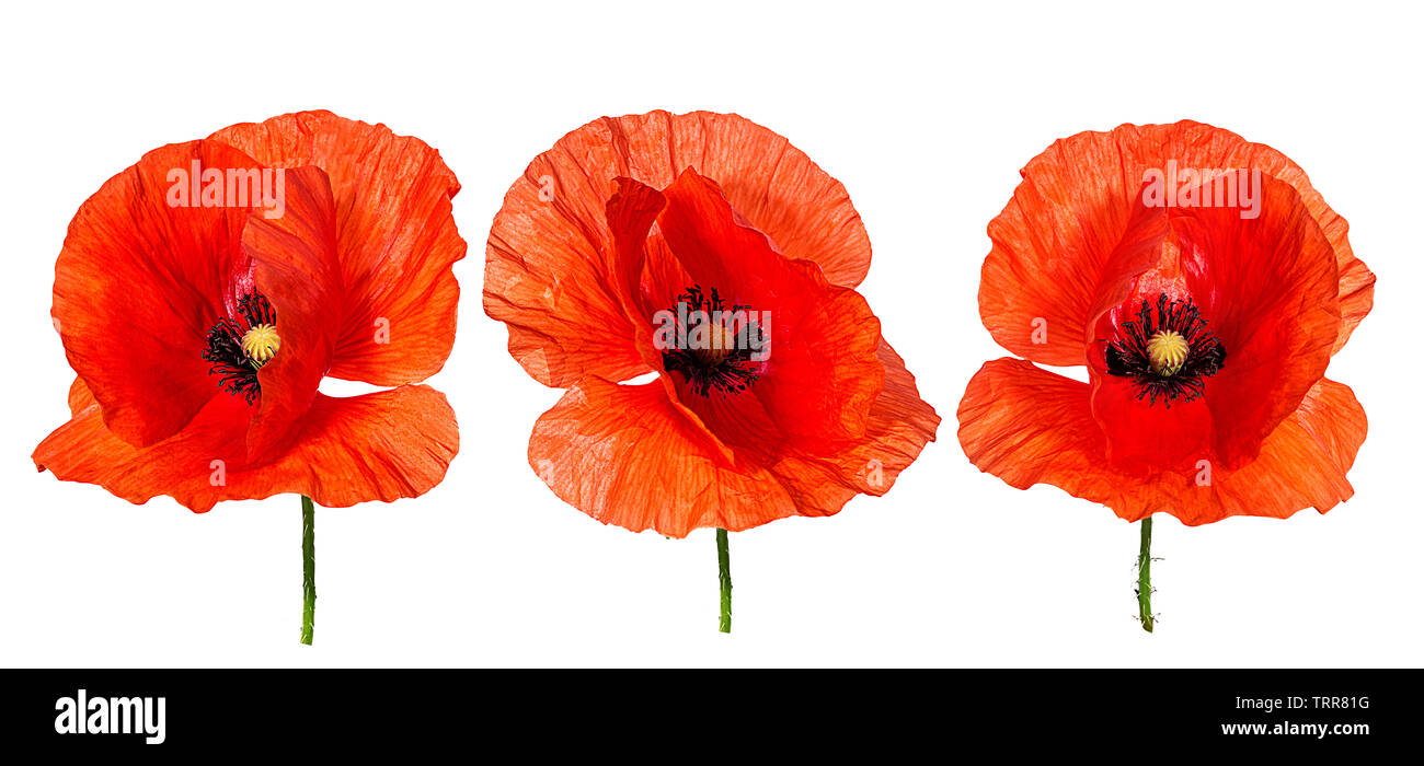 poppy isolated on white background Stock Photo - Alamy