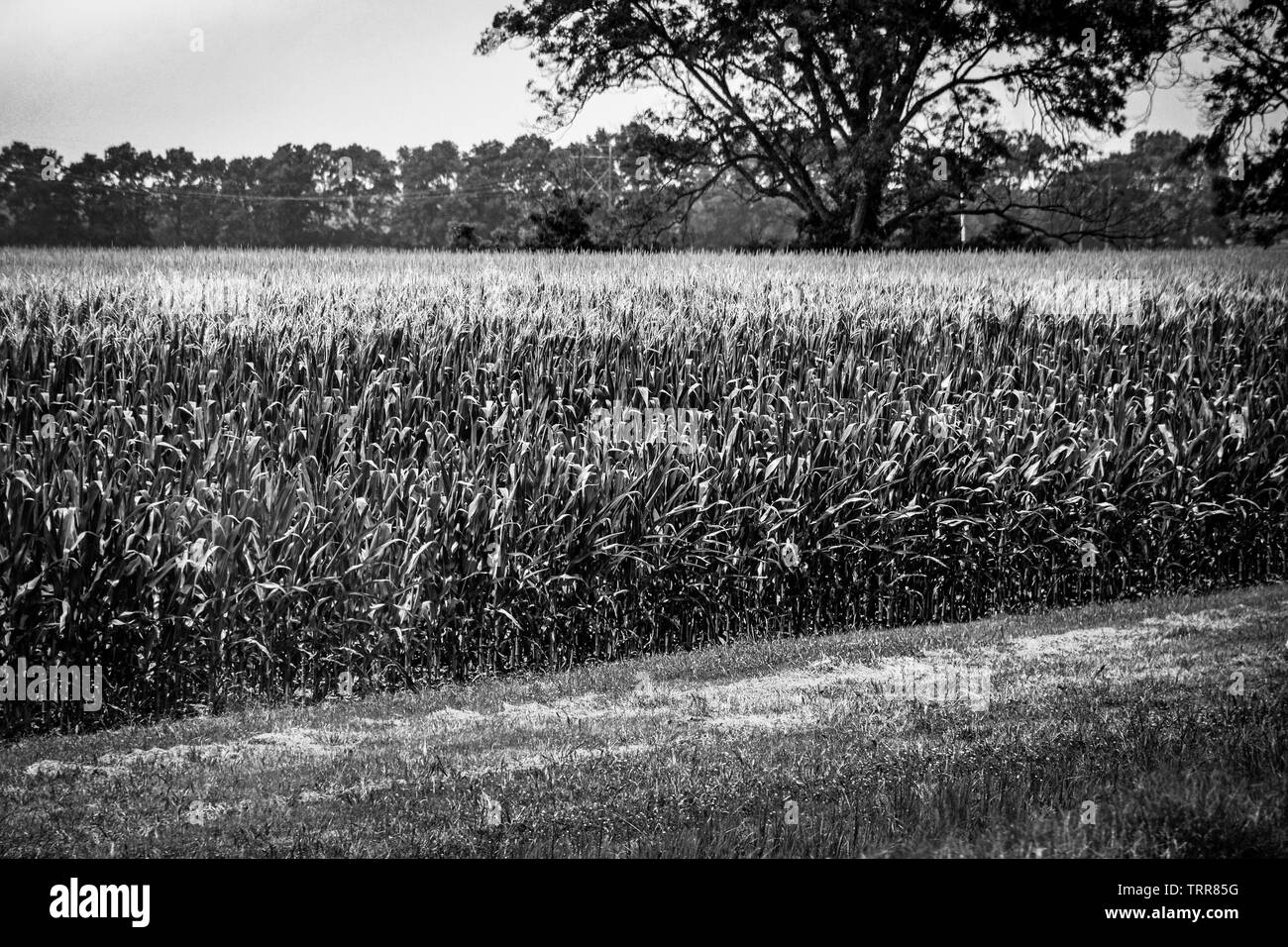 Crops growing in fertile soil Black and White Stock Photos & Images - Alamy