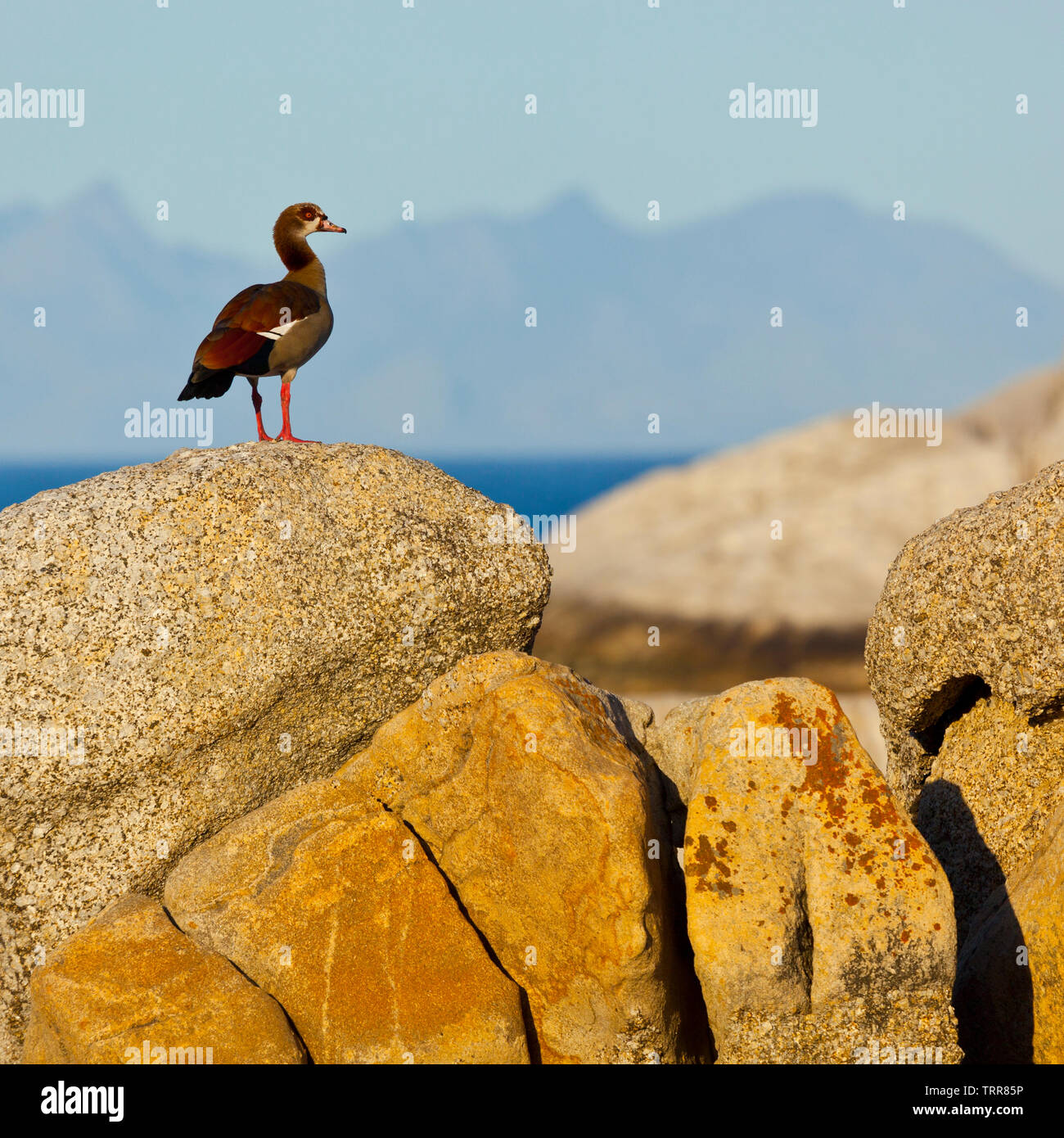 EGYPTIAN GOOSE - OCA DEL NILO (Alopochen aegyptiacus), False bay, South ...