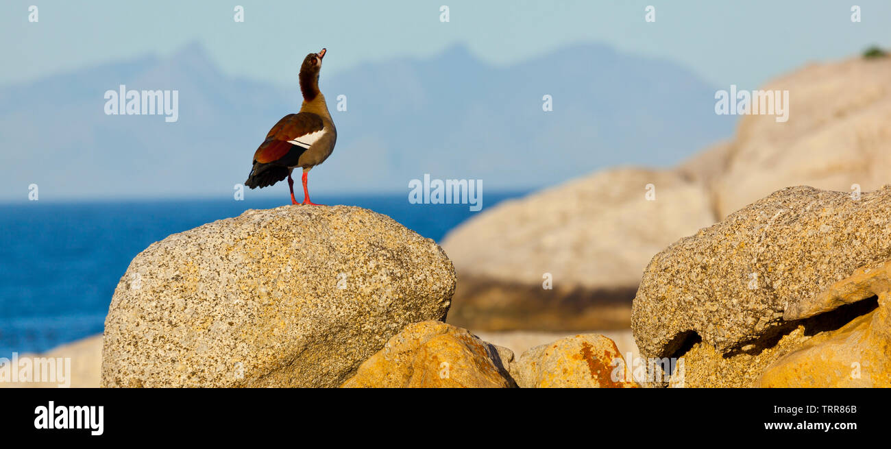 Egyptian goose oca del nilo hi-res stock photography and images - Alamy