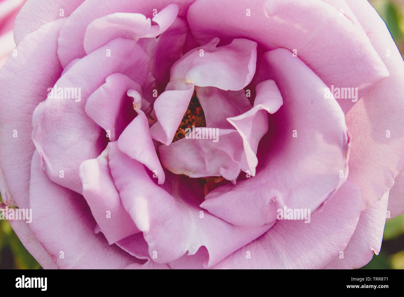 Pink rose symmetry hi-res stock photography and images - Alamy