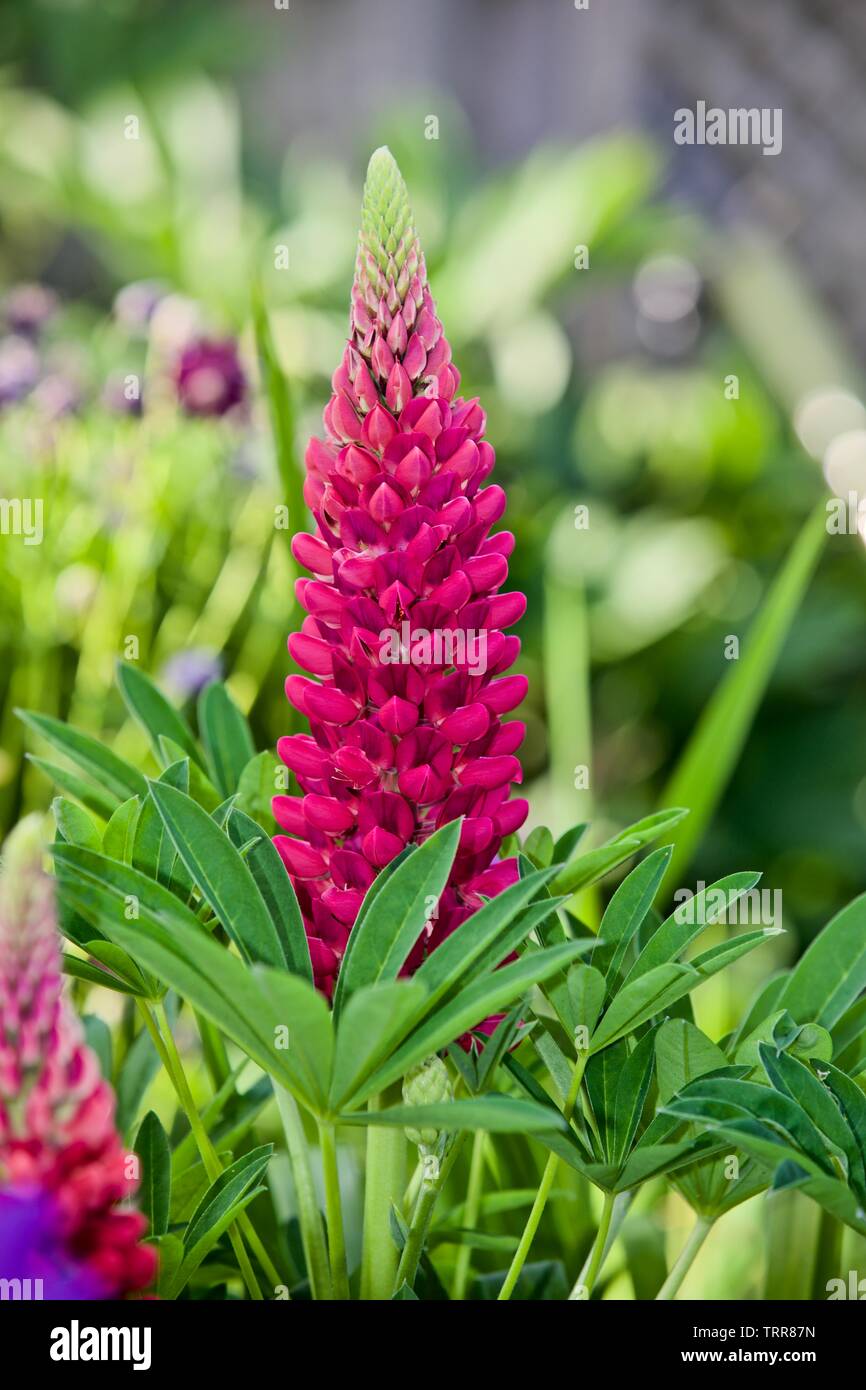 Lupinus 'Gallery Red' (Gallery Series) lupin Stock Photo - Alamy