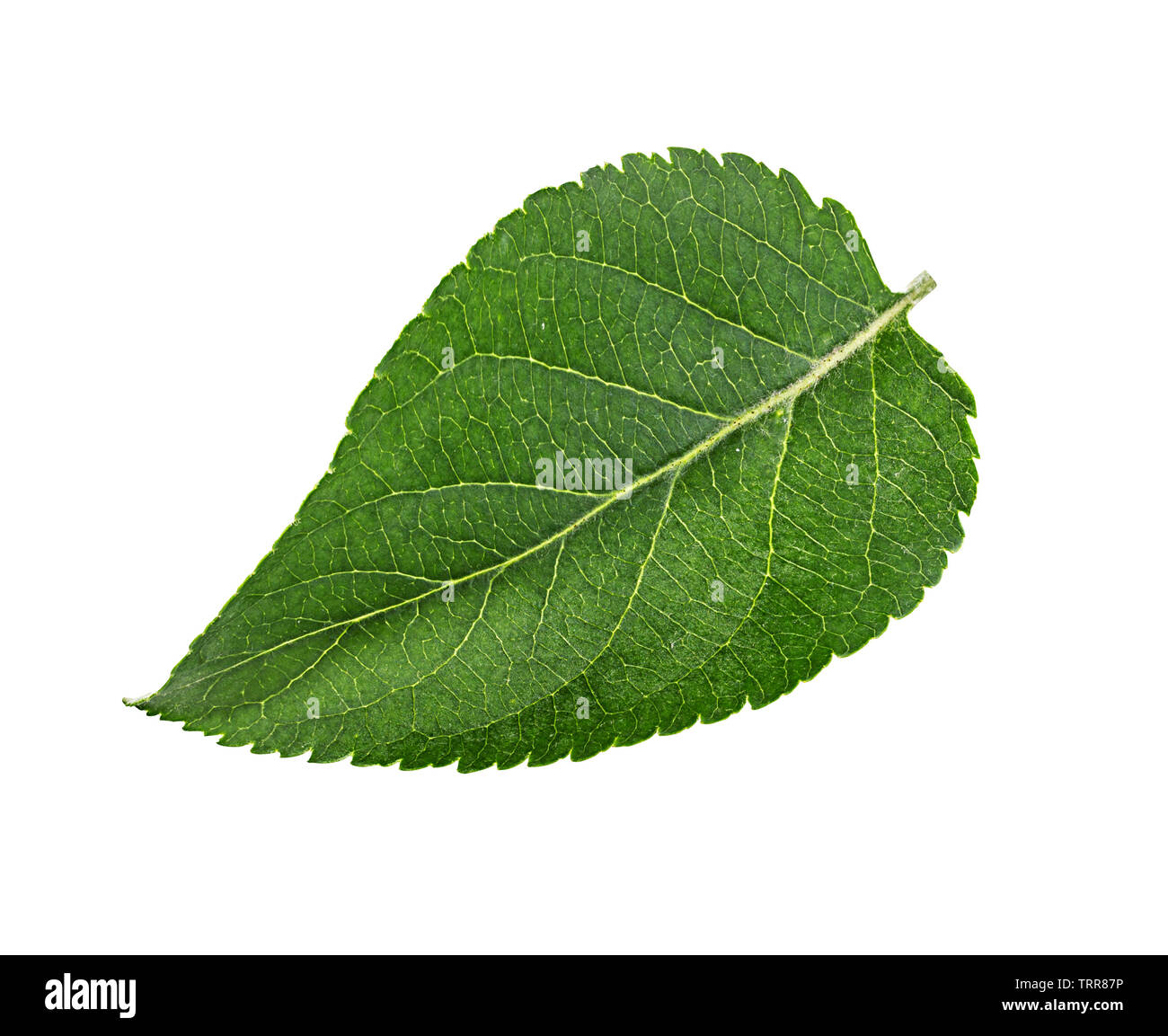 Large green leaves garden Cut Out Stock Images & Pictures - Alamy
