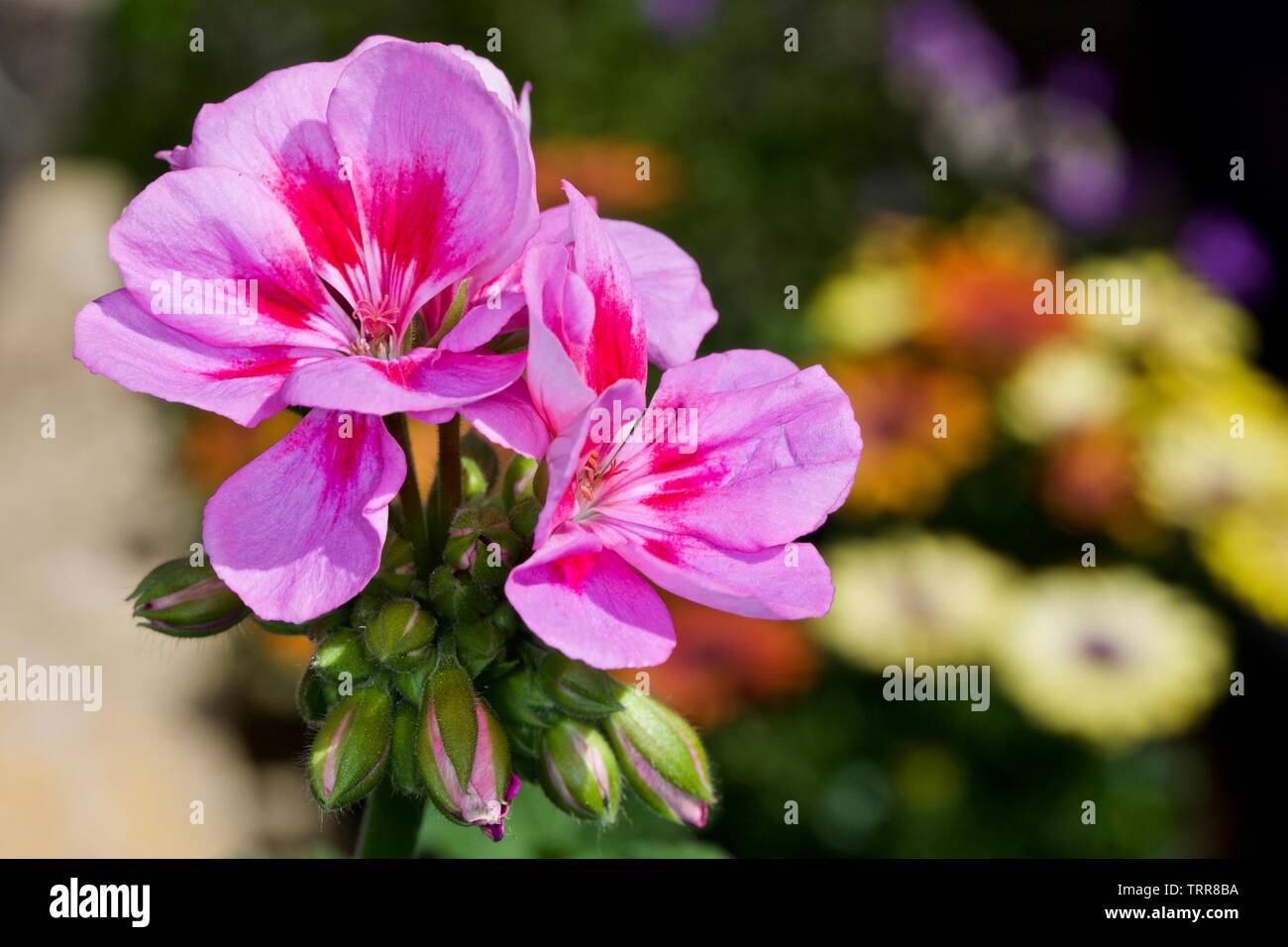 Zonal pelargoniums hi-res stock photography and images - Alamy