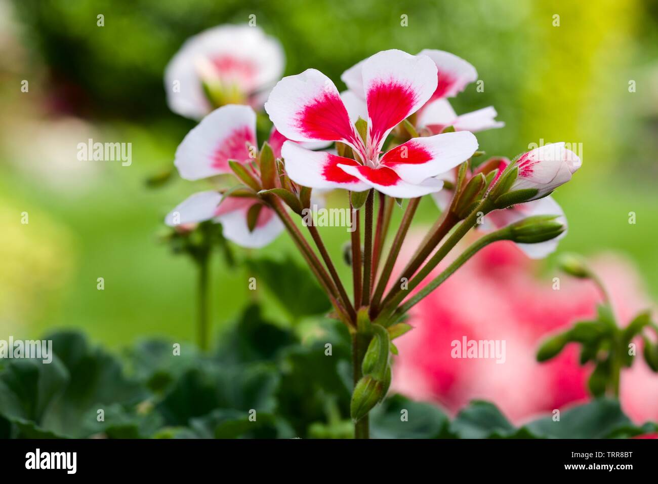 Zonal pelargoniums hi-res stock photography and images - Alamy