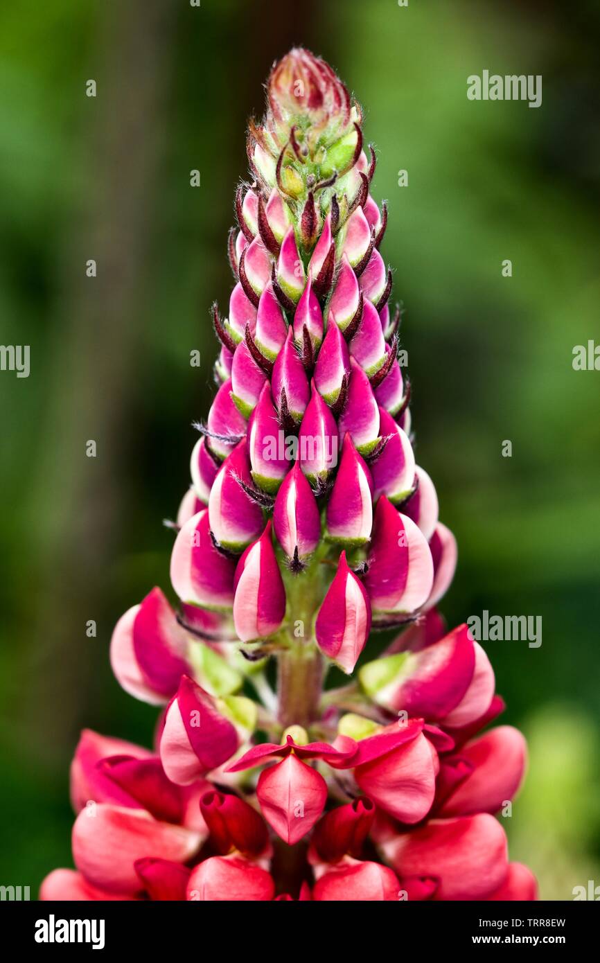 Lupinus 'Gallery Red' (Gallery Series) lupin Stock Photo - Alamy