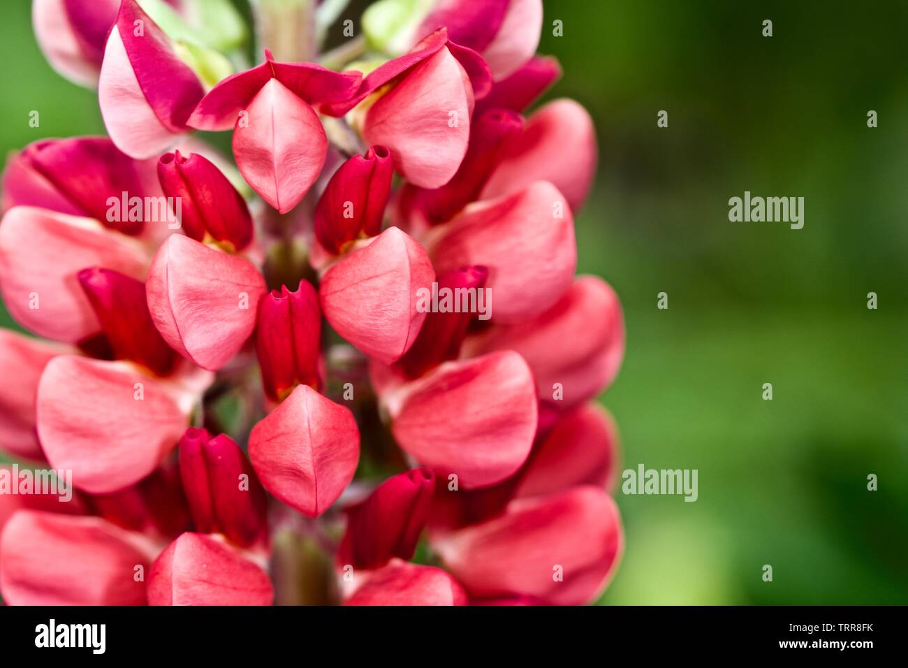 Lupinus 'Gallery Red' (Gallery Series) lupin Stock Photo - Alamy