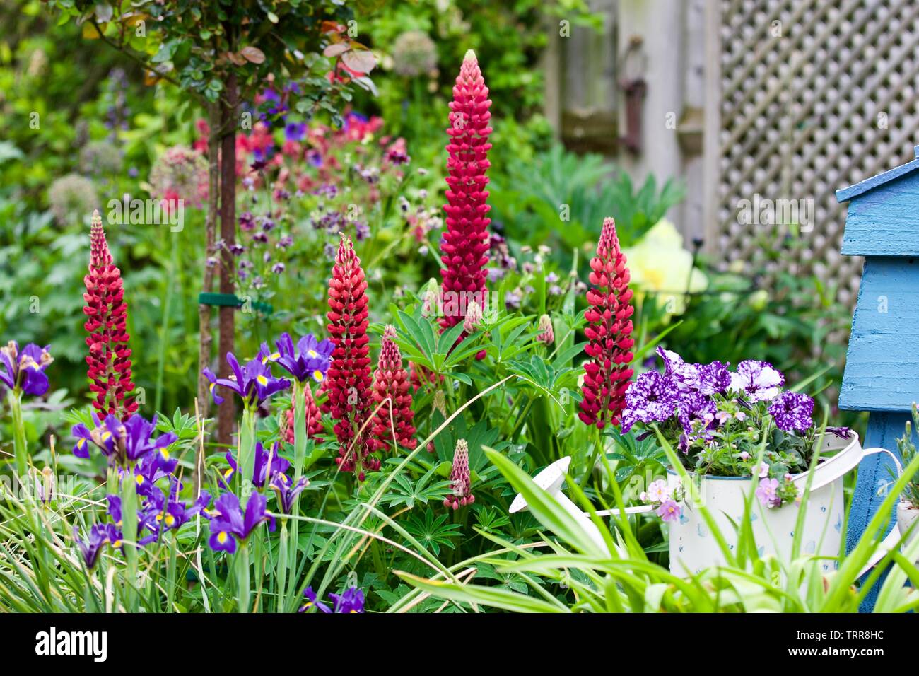 Lupinus 'Gallery Red' (Gallery Series) lupin Stock Photo - Alamy