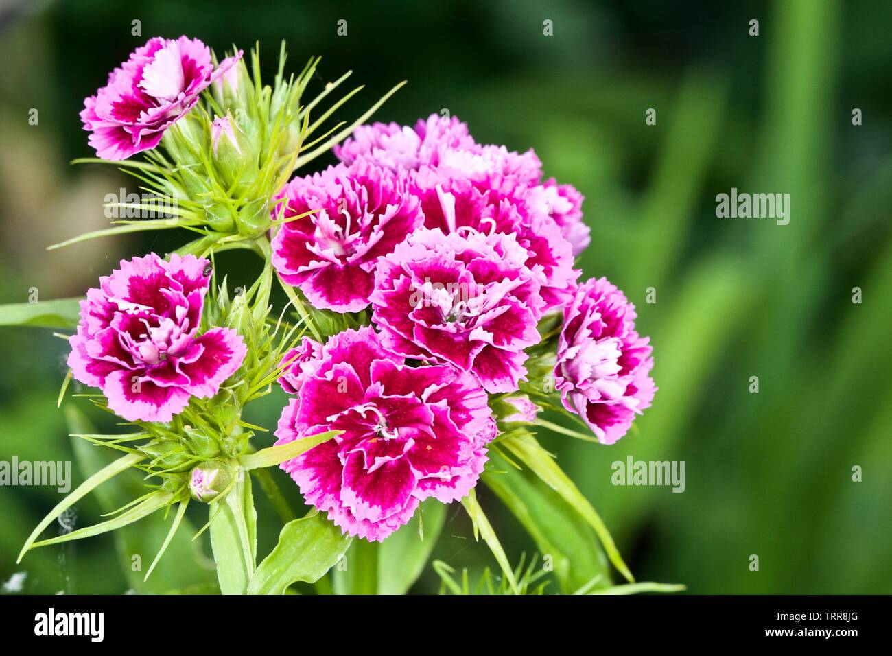 Sweet William, Dianthus barbatus Stock Photo - Alamy