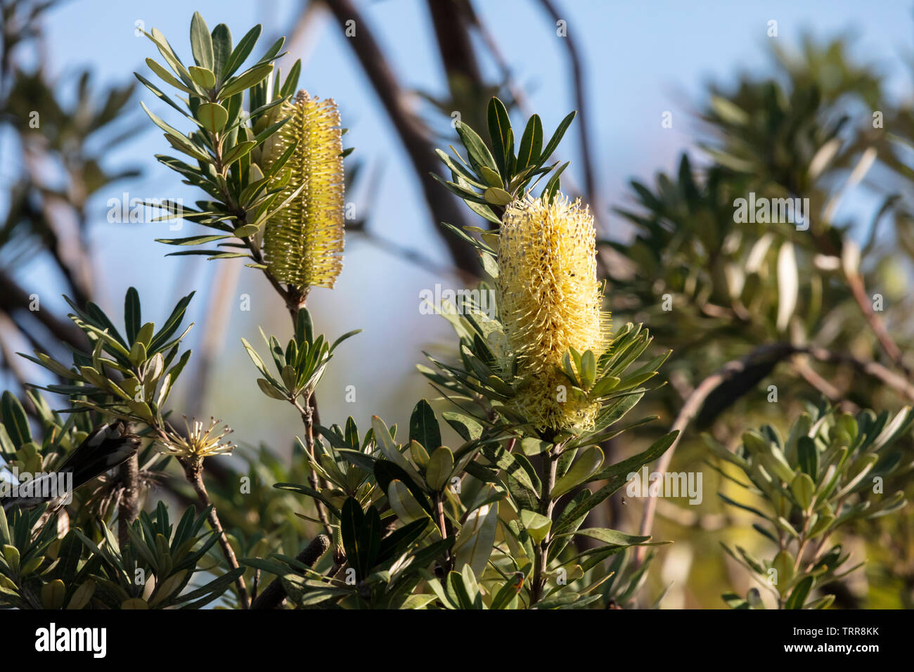 Banksia bush hi-res stock photography and images - Alamy