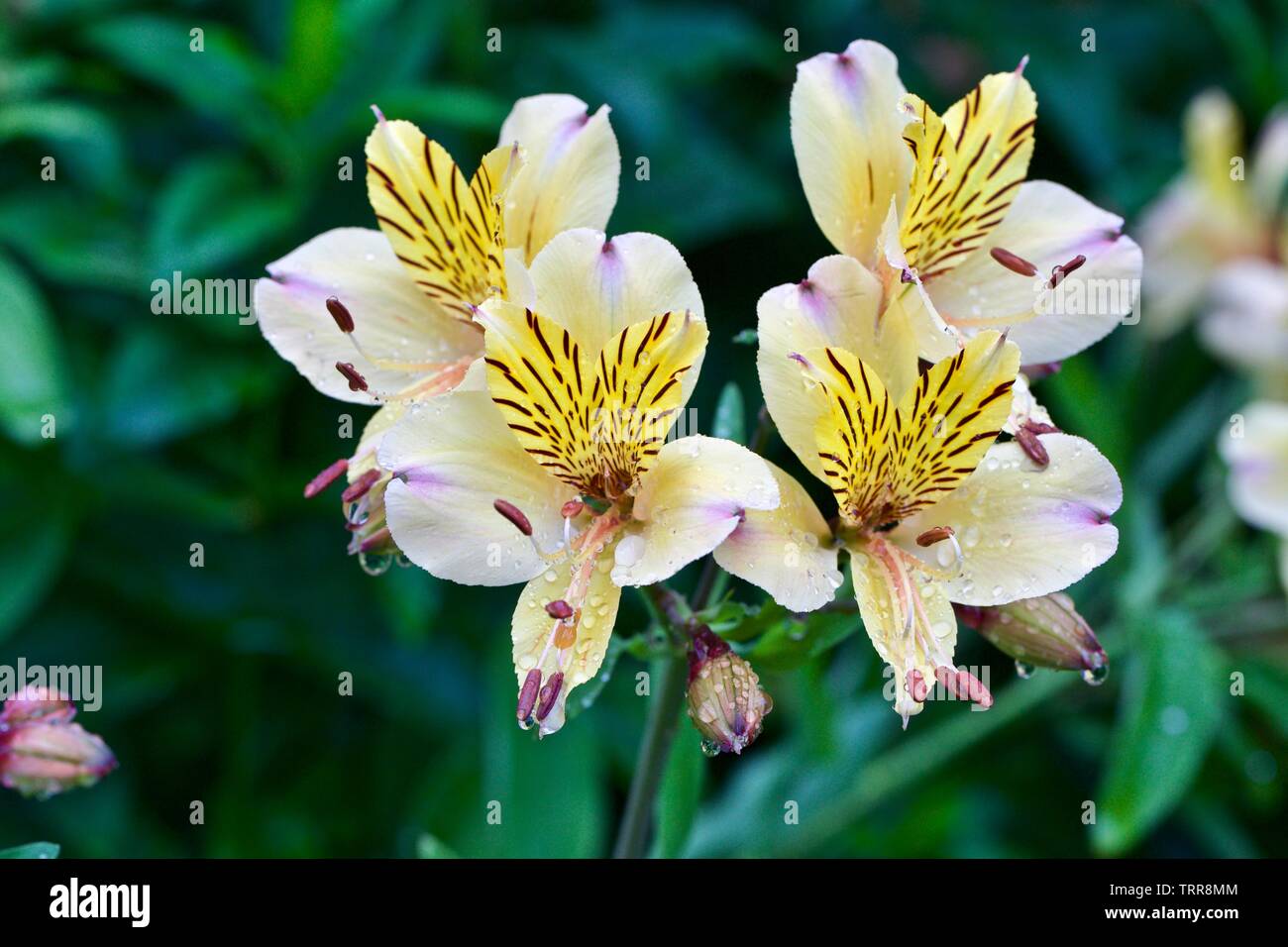 Alstroemeria 'Yellow Friendship' Peruvian lily Stock Photo - Alamy