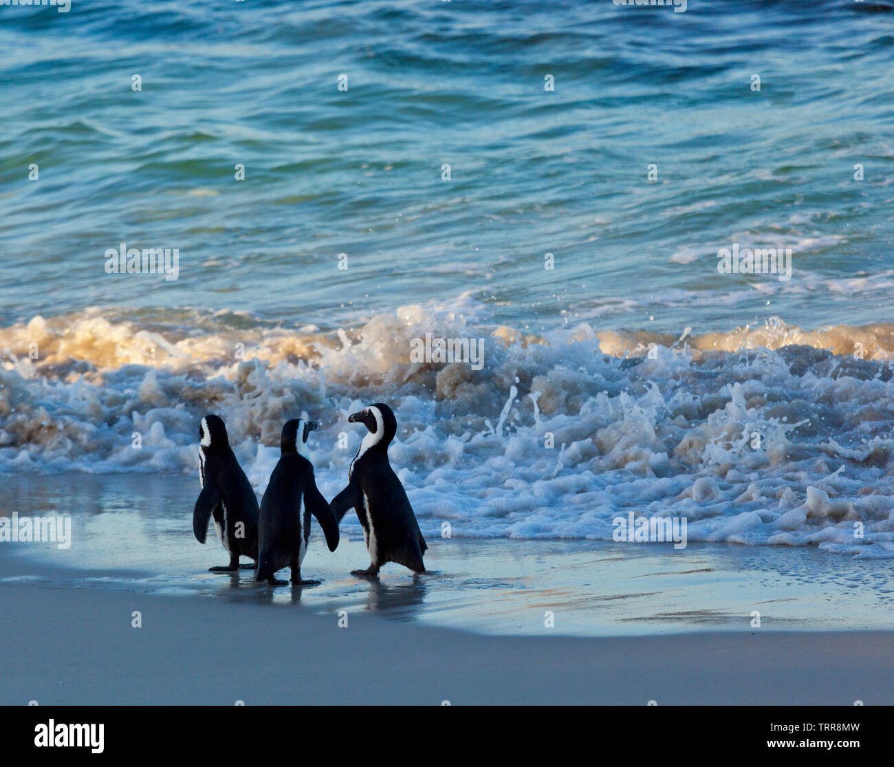 AFRICAN PENGUIN, False Bay, South Africa, Africa Stock Photo - Alamy