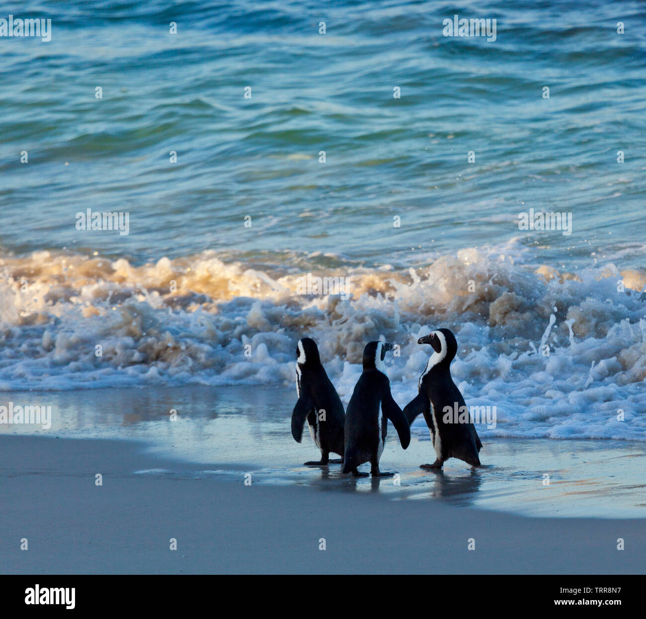 AFRICAN PENGUIN, False Bay, South Africa, Africa Stock Photo - Alamy