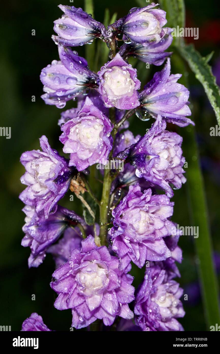 Delphinium Highlander Bolero Stock Photo - Alamy