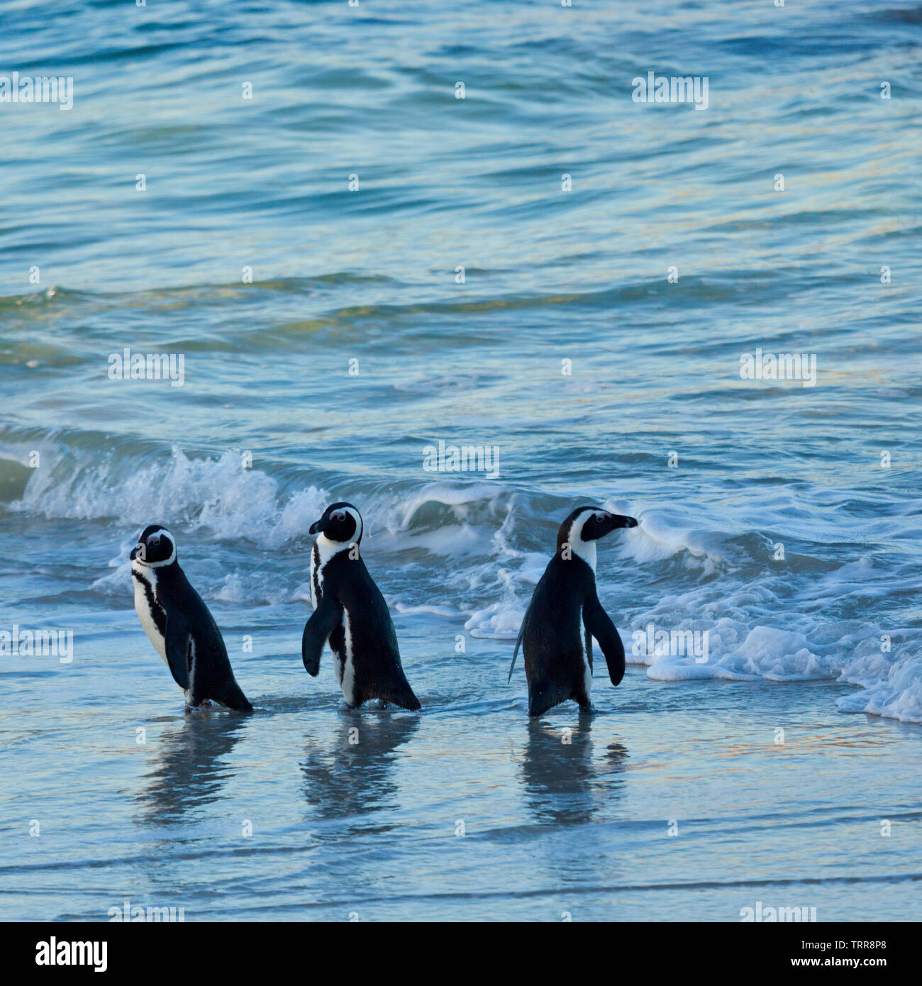 AFRICAN PENGUIN, False Bay, South Africa, Africa Stock Photo - Alamy