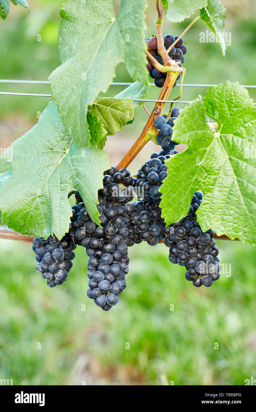 Grapes shortly before ripening Stock Photo - Alamy