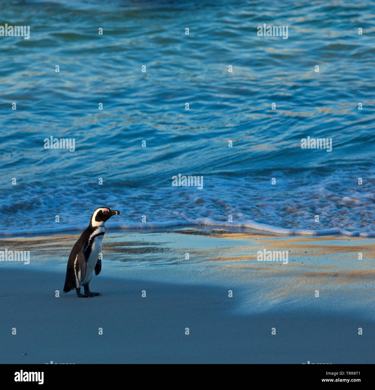 AFRICAN PENGUIN, False Bay, South Africa, Africa Stock Photo - Alamy