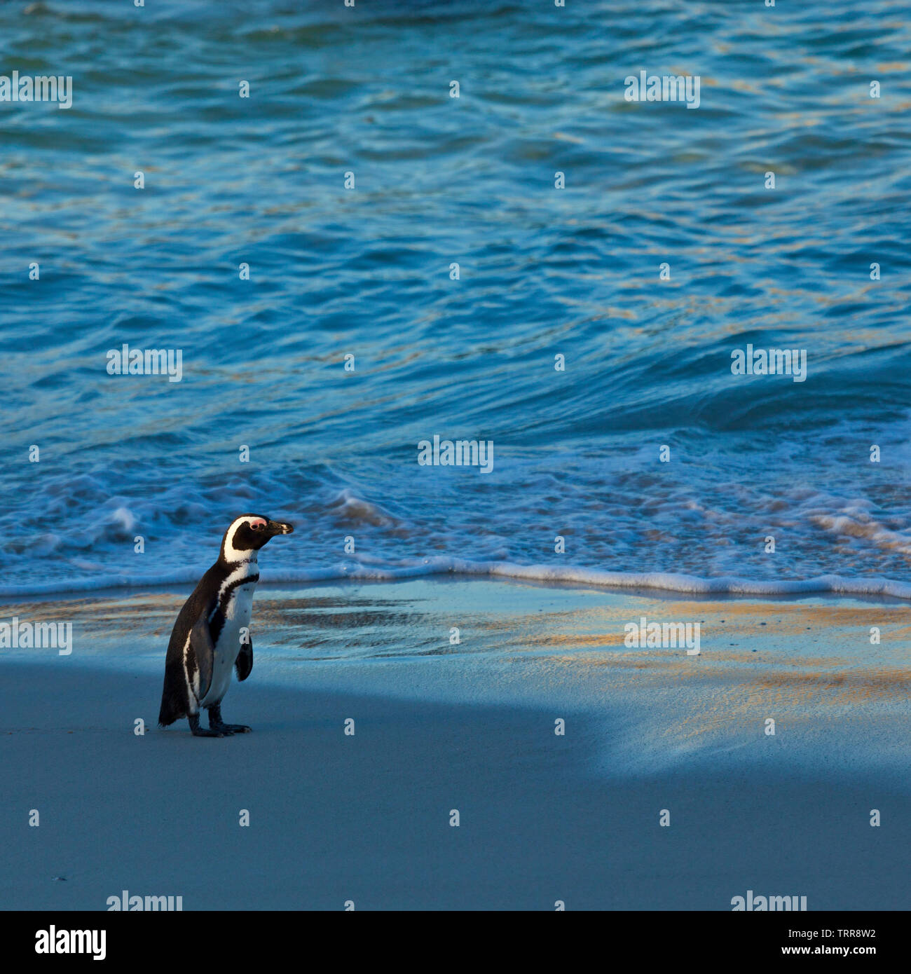 AFRICAN PENGUIN, False Bay, South Africa, Africa Stock Photo - Alamy