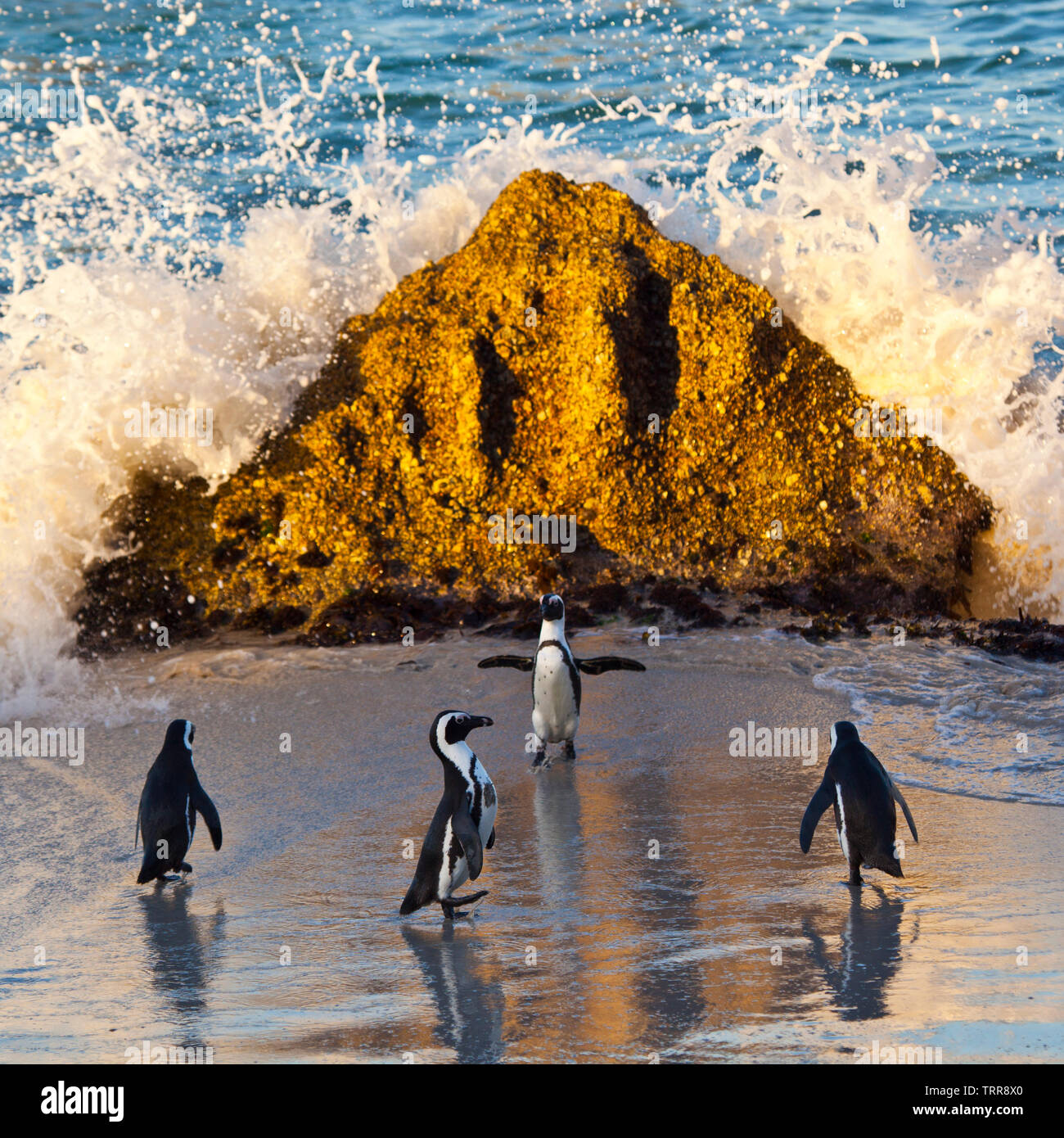 AFRICAN PENGUIN, False Bay, South Africa, Africa Stock Photo - Alamy