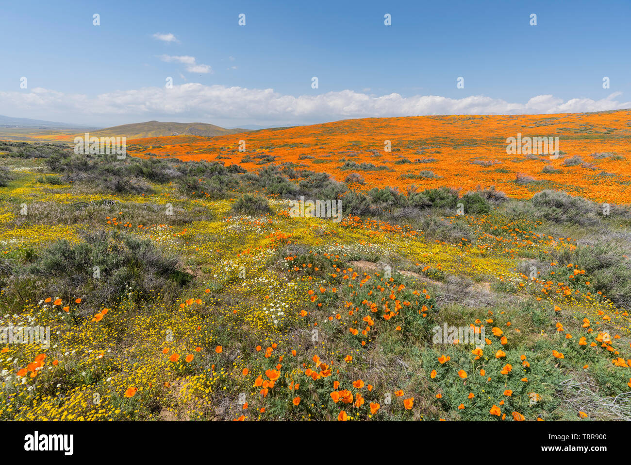 Los angeles super hi-res stock photography and images - Alamy