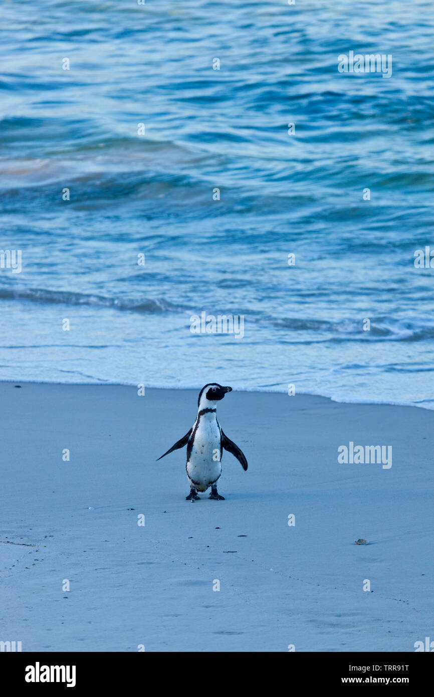 AFRICAN PENGUIN, False Bay, South Africa, Africa Stock Photo - Alamy