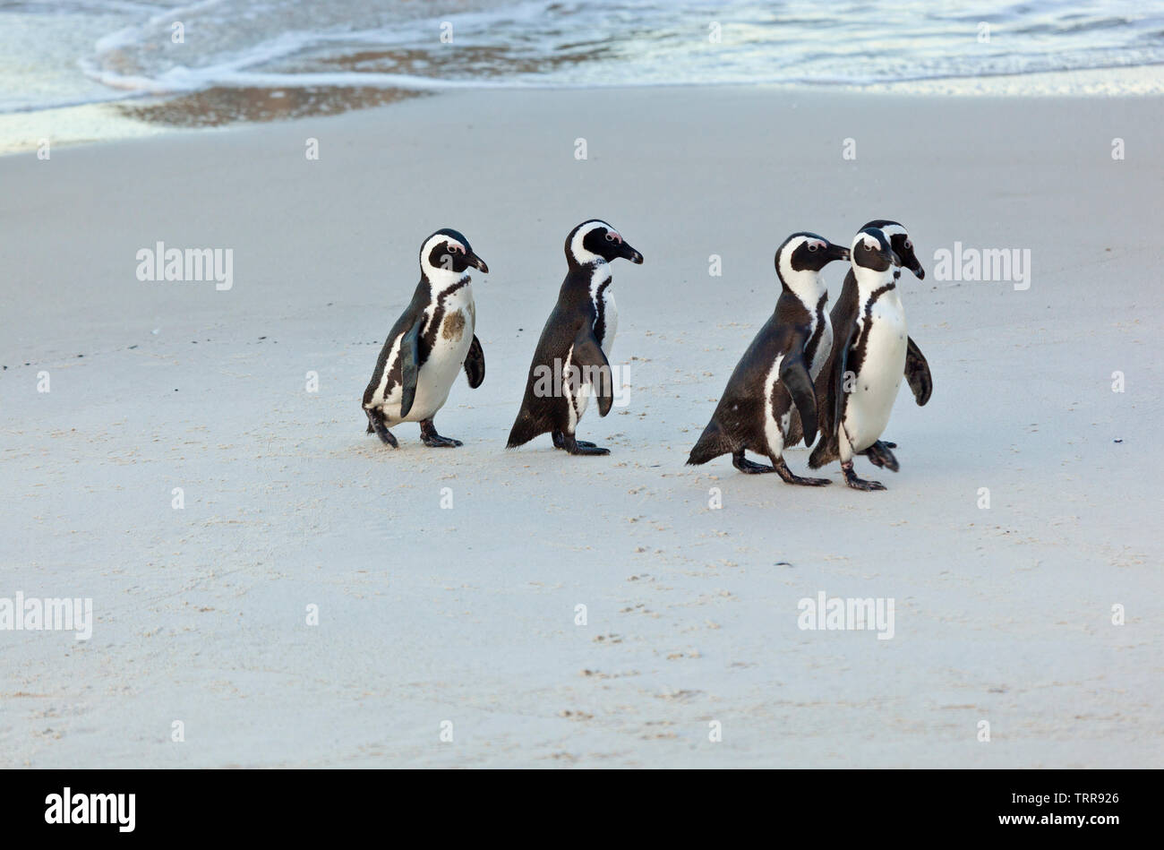 AFRICAN PENGUIN, False Bay, South Africa, Africa Stock Photo - Alamy