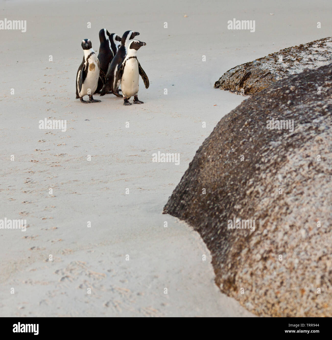 AFRICAN PENGUIN, False Bay, South Africa, Africa Stock Photo - Alamy