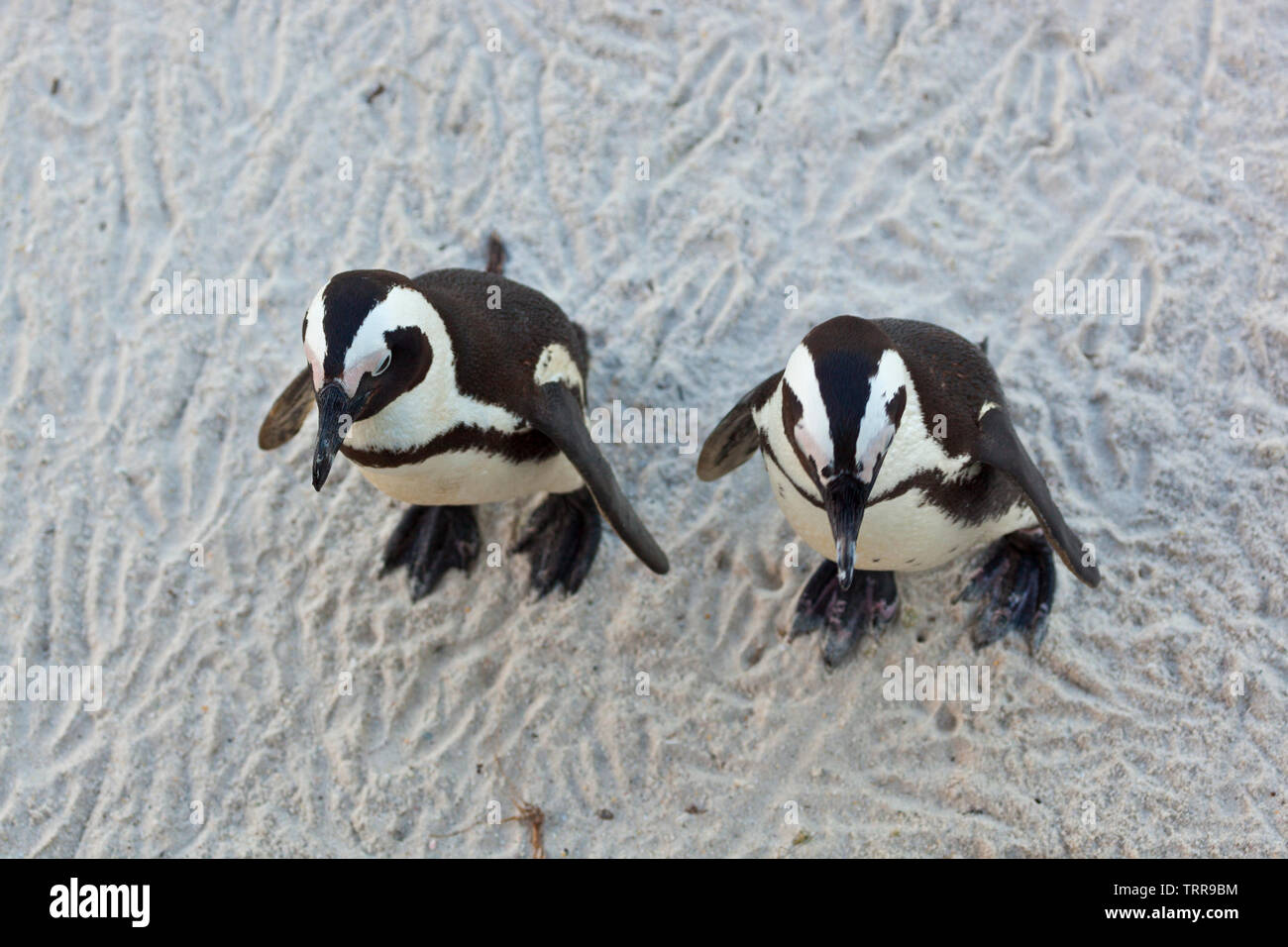 AFRICAN PENGUIN, False Bay, South Africa, Africa Stock Photo - Alamy