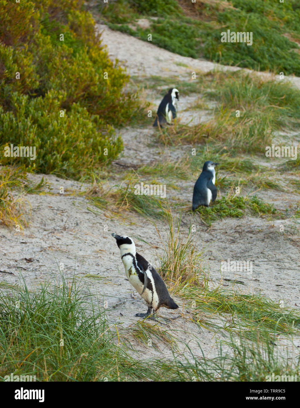 AFRICAN PENGUIN, False Bay, South Africa, Africa Stock Photo - Alamy