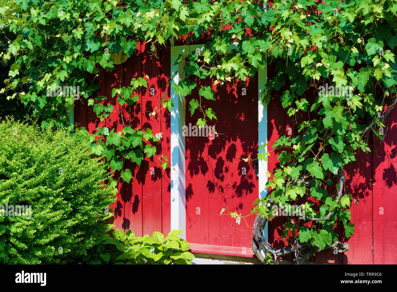 Vine building hi-res stock photography and images - Alamy