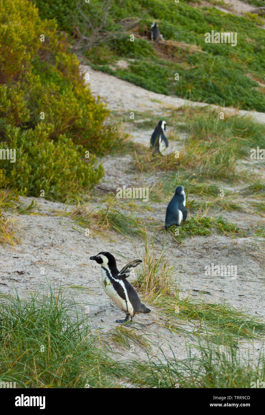 AFRICAN PENGUIN, False Bay, South Africa, Africa Stock Photo - Alamy