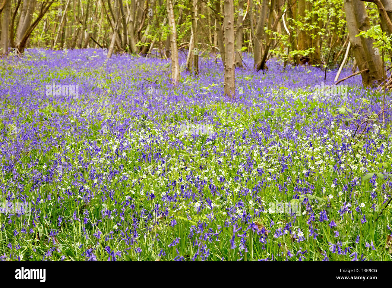 Lingfield england hi-res stock photography and images - Alamy