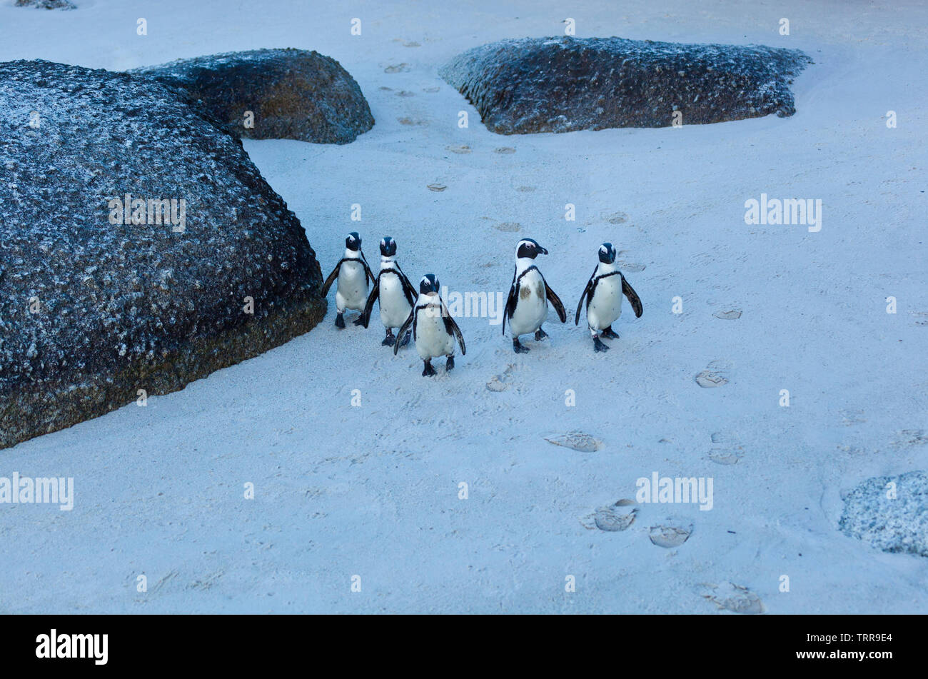 AFRICAN PENGUIN, False Bay, South Africa, Africa Stock Photo - Alamy