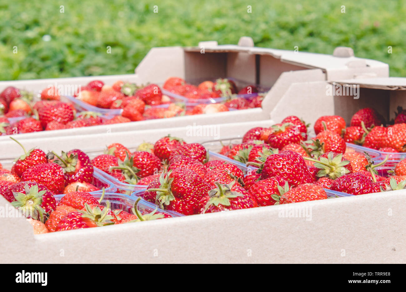 A fresh crop of ripe red organic strawberries lies in a cardboard box ...