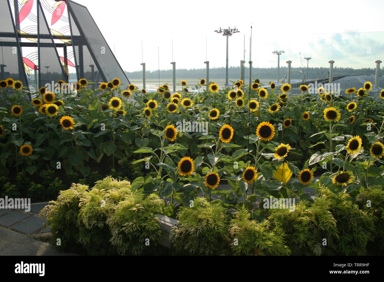 Sunflowerin an airport Stock Photo - Alamy