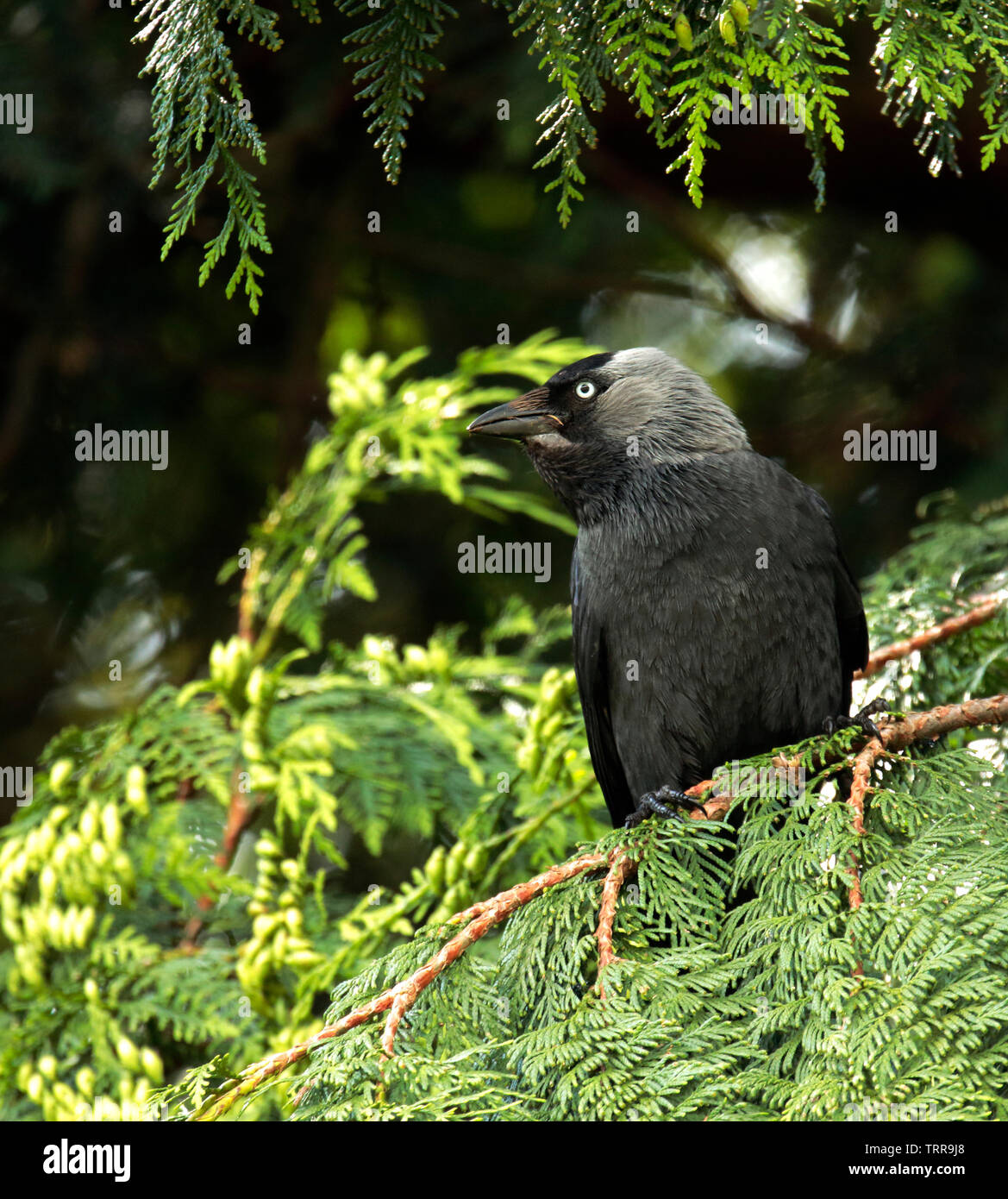 Jackdaw corvus monedula foraging for food hi-res stock photography and ...