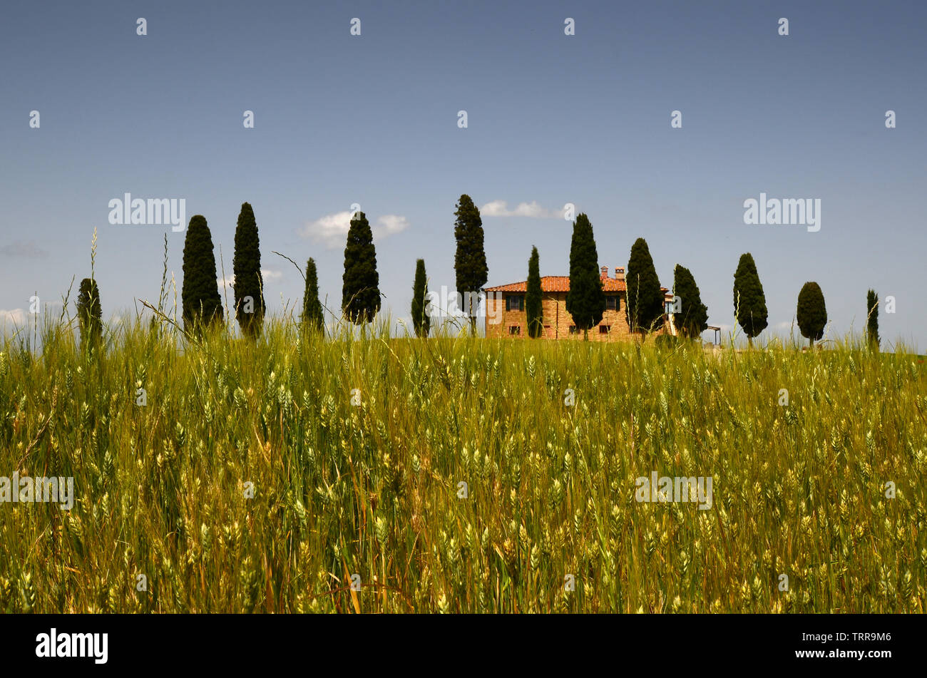 Pienza, Tuscany - June, 2019: Typical Tuscany landscape, farmland I ...