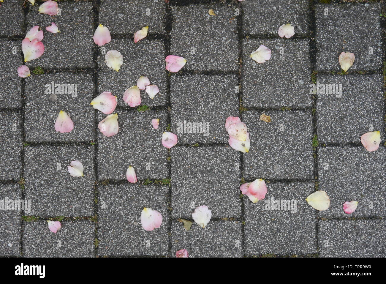 A photo of the ground covered with light pink rose petals Stock Photo ...