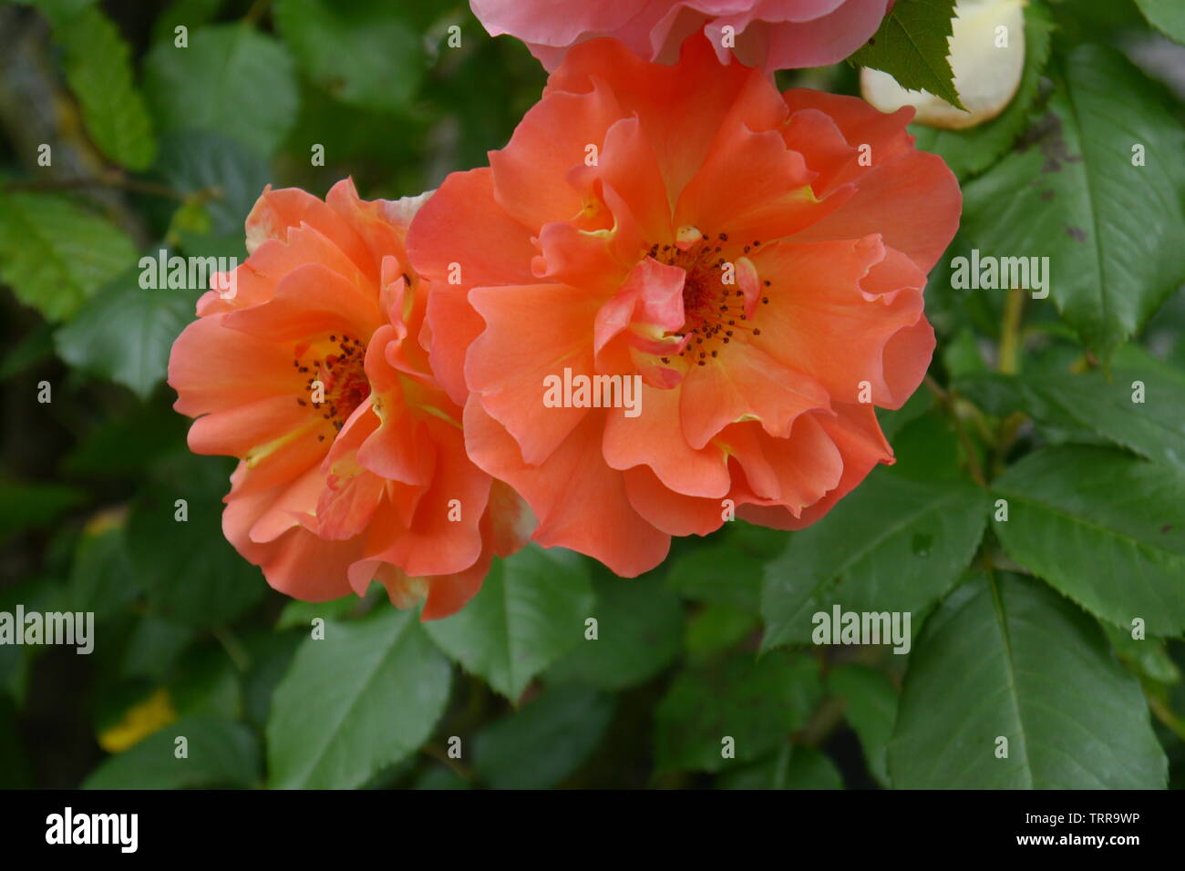 Beautiful orange roses Stock Photo - Alamy