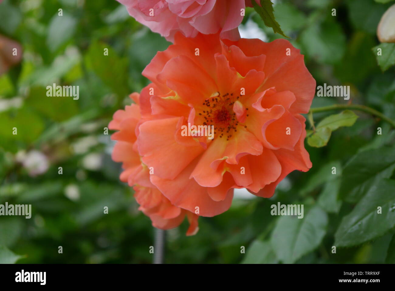 Beautiful orange roses Stock Photo - Alamy