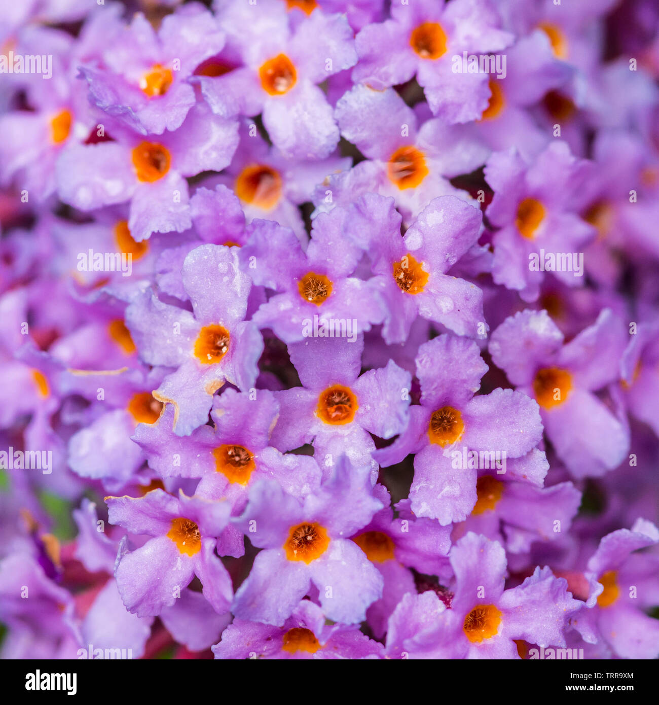 A macro shot of a purple buddleia bush bloom Stock Photo - Alamy