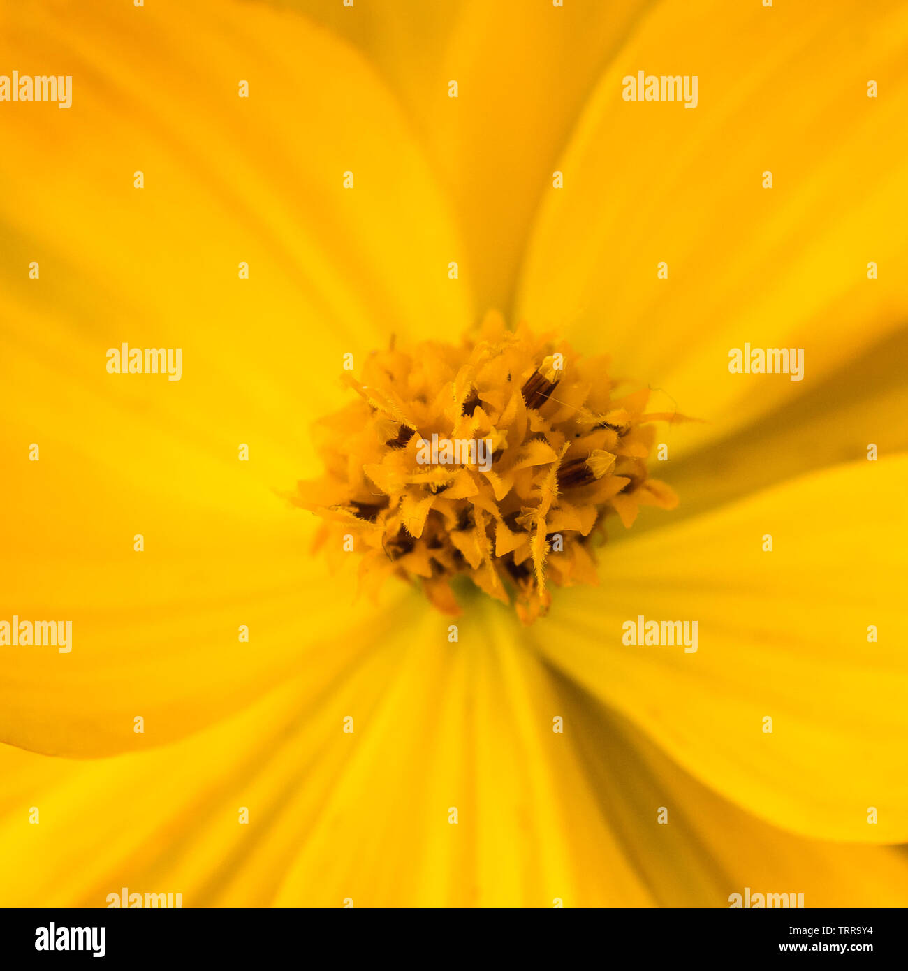 Macro lights hi-res stock photography and images - Alamy