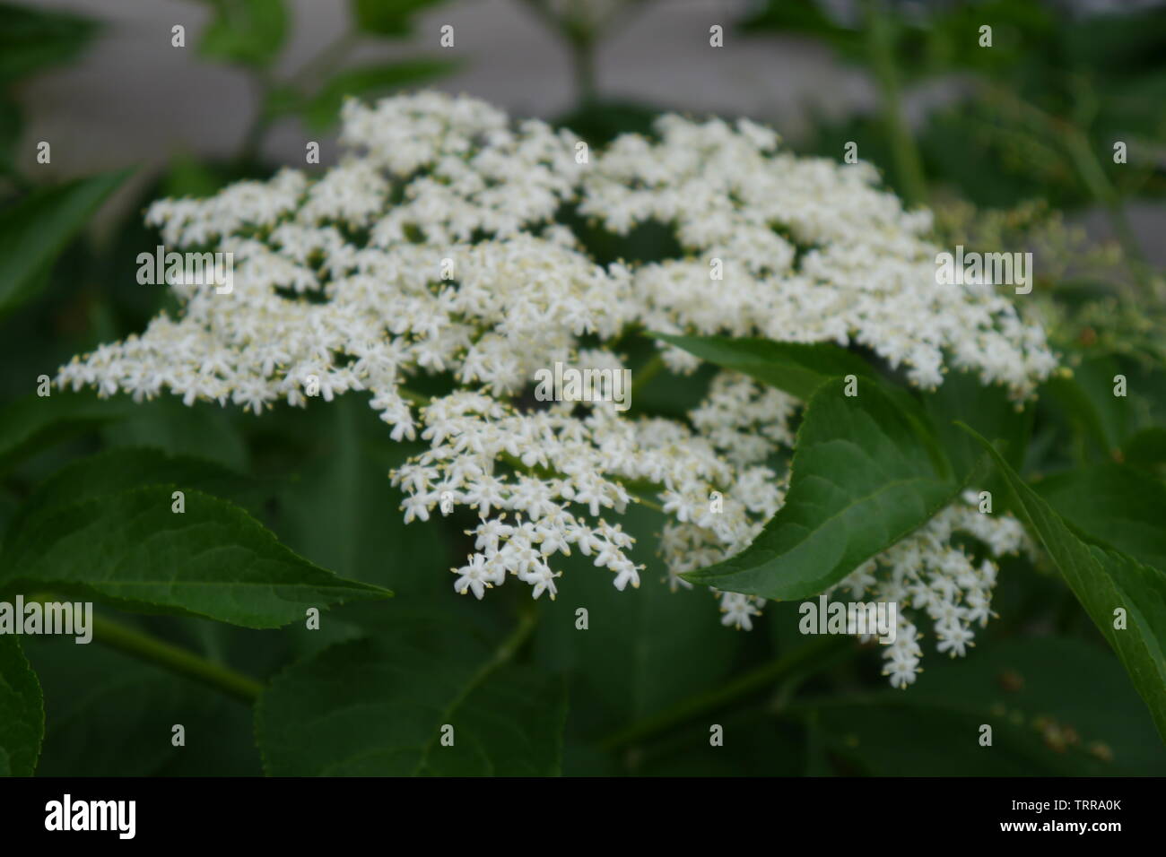 Tiny white flowers hi-res stock photography and images - Alamy