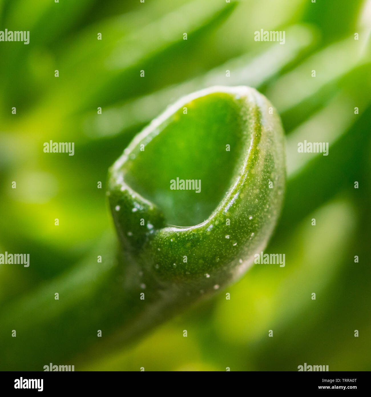 Ogre ears succulent hi-res stock photography and images - Alamy