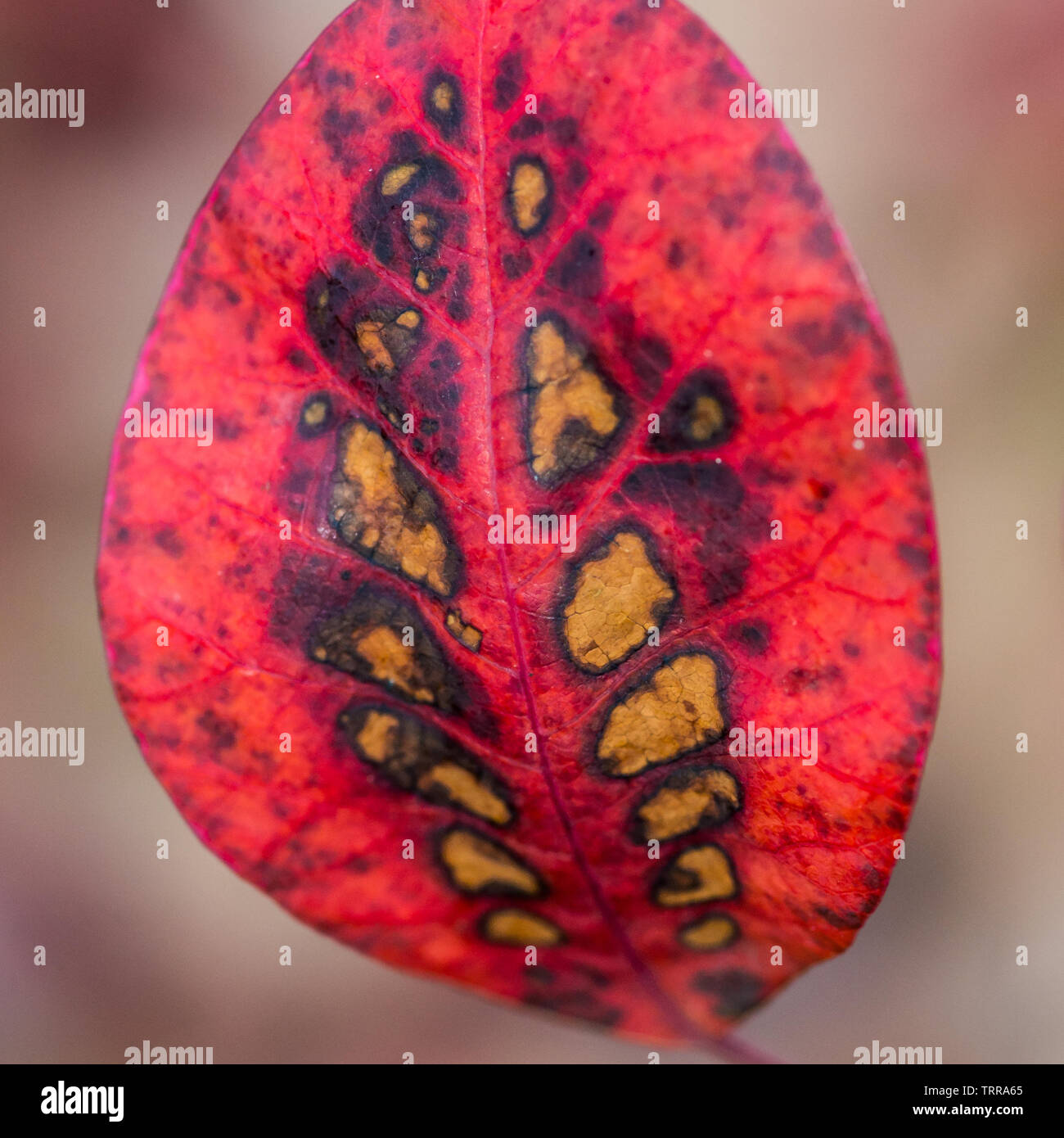 Smoke bush leaf hi-res stock photography and images - Alamy